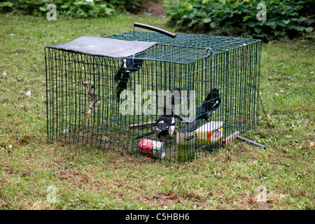 Larsen Trap used to trap Magpies - the bait Magpie has attracted two ...