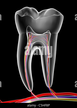 Molar tooth cross-section, artwork. The upper (biting) surfaces of the ...