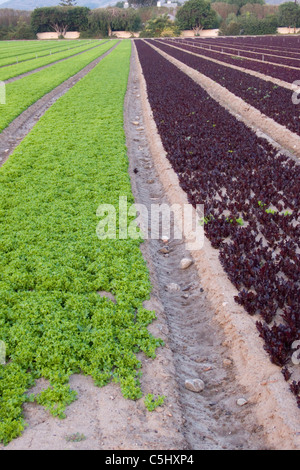 Camarillo, California 5/27/07 Farm fields in Camarillo, California ...