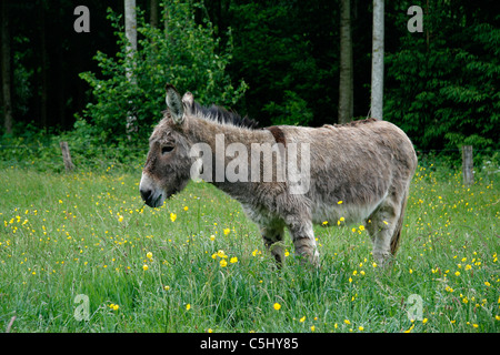 Norman donkey in a field in Normandy Stock Photo - Alamy