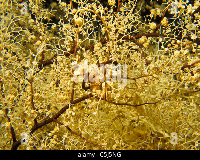A nocturnal Basket star (Astroboa sp.) grasps at plankton at night on a ...