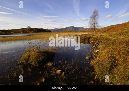 Autumnal landscape with dried grasses and reeds with a small tree ...