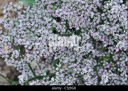 German statice - Tatarian statice (Goniolimon tataricum) flowering in ...