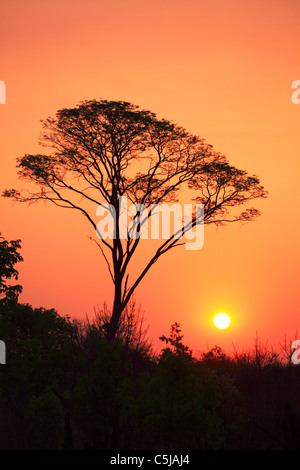 Acacia tree in Hwange National Park in Zimbabwe. Acacias are also known ...