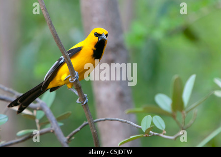 Yellow Breasted Trupial Stock Photo - Alamy