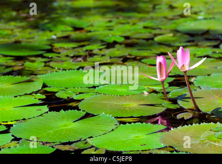 Lotus leaves cover the lake surface at Xuanwu Lake in Nanjing, east ...