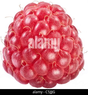 One raspberry isolated on white background macro Stock Photo - Alamy
