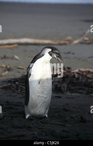 Emperor penguin (Aptenodytes forsteri) on iceberg, Larsen C ice shelf ...