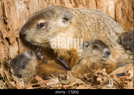 Marmot mom with baby Stock Photo - Alamy