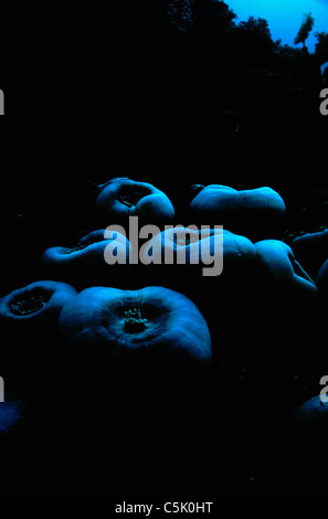 Corallimorpharia Amplexidiscus fenestrafer at Big Drop-Off Ngemelis ...