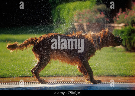 Dog shaking water off poolside Stock Photo - Alamy
