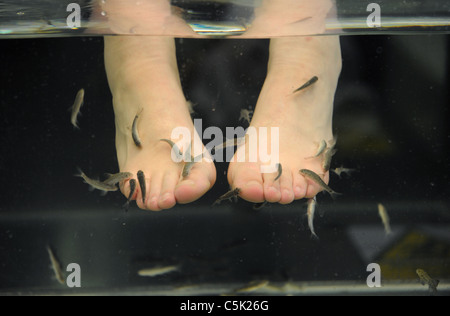 Garra Rufa fish nibble away at dead skin at the feet during a foot ...
