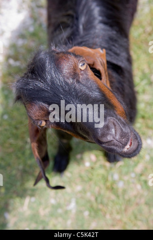 goat Anatolian black goat Stock Photo: 51399917 - Alamy