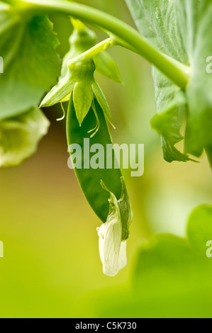pea pod developing on the plant Stock Photo - Alamy