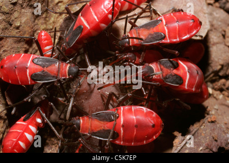 Cottonstainer bug nymphs Dysdercus sp Pyrrhocoridae in rainforest Ghana ...