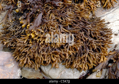 The seaweed Channelled / Channel wrack (Pelvetia canaliculata) on rock ...
