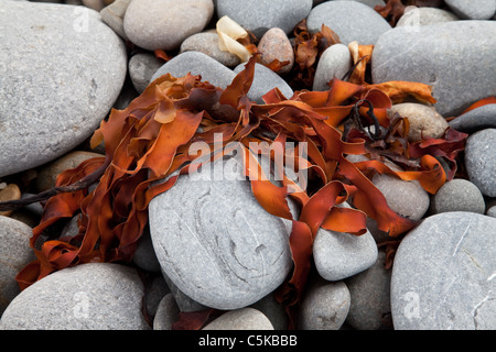 Tangled sea Kelp seaweed fronds washed up on a sandy Scottish Beach, UK ...