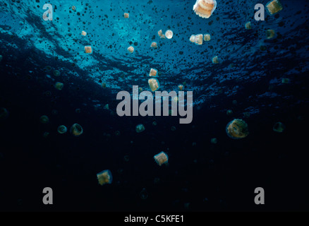 a mass of thimble sea jellyfish, Linuche unguiculata. The larvae of ...