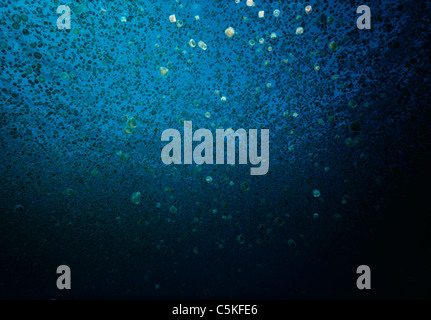 a mass of thimble sea jellyfish, Linuche unguiculata. The larvae of ...