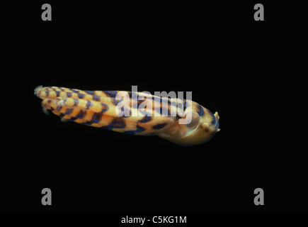 Poisonous Blue-Ringed Octopus (Hapalochlaena maculosa). Eastern ...