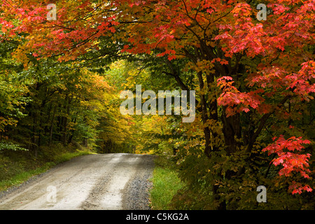 Fall Colors of Maple Tree Lined Path in Oregon Stock Photo - Alamy