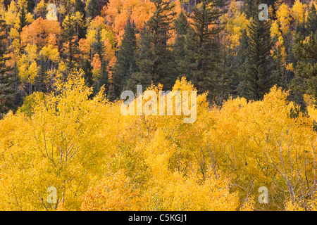 Fall colors in southern Colorado Stock Photo - Alamy