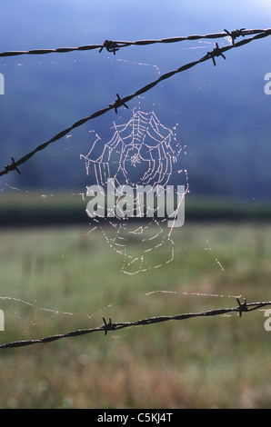 Webbed barbed wire fence VT Stock Photo - Alamy