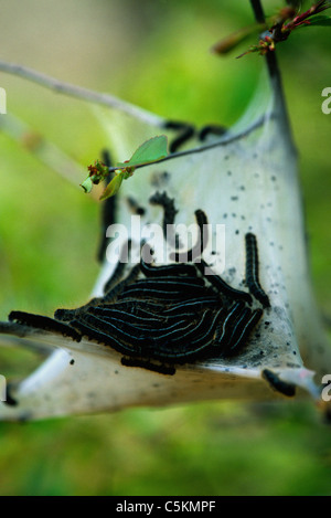 Inchworm nest in tree branch Edgartwon MA Stock Photo - Alamy