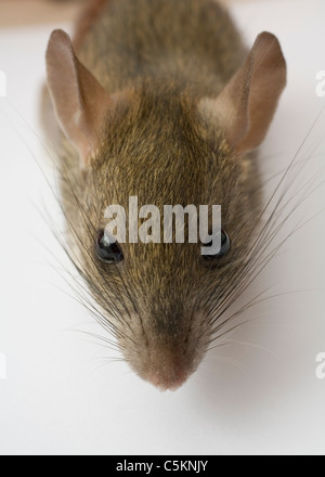 Dead rat on white surface Stock Photo - Alamy