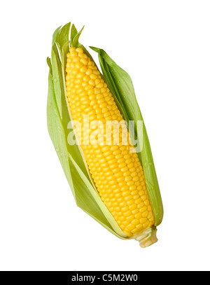 ear of corn isolated on a white background with copy space for your ...