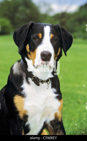 Great Swiss Mountain Dog Portrait Stock Photo - Alamy