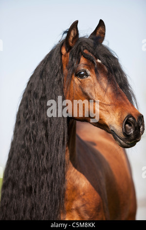Hispano Arabian horse - portrait Stock Photo - Alamy