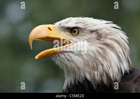 Royal Eagle profile photo Stock Photo - Alamy