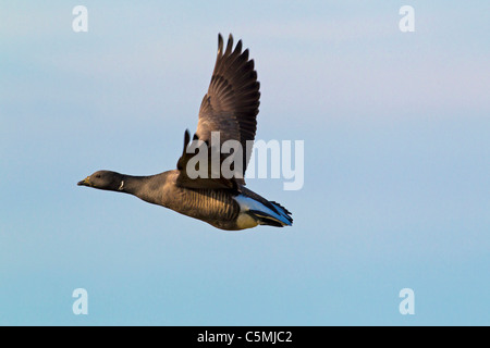 Brent goose (Branta bernicla) adult birds flying in a flock over a ...