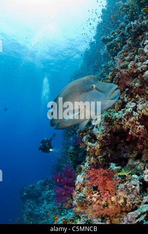 Napoleon or maori wrasse and scuba diver in pristine reef of Brother ...