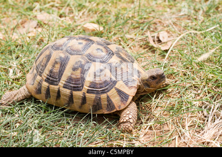 Closeup of a big turtle in a forest Stock Photo - Alamy