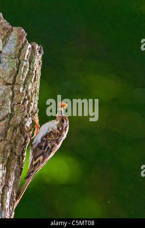 Treecreeper bringing food to nest Stock Photo - Alamy