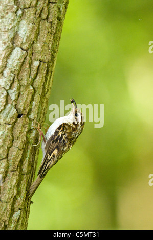 Treecreeper bringing food to nest Stock Photo - Alamy