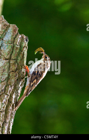 Treecreeper bringing food to nest Stock Photo - Alamy