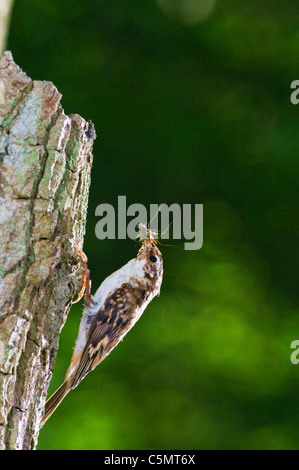 Treecreeper bringing food to nest Stock Photo - Alamy