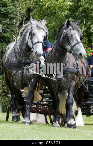 Percheron breed of draft horses that originated in the Perche valley in northern France ...