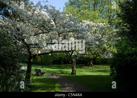 White spring blossom in Henrietta Park, Bath Spa, Somerset, UK Stock ...