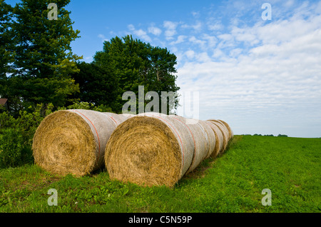Multiple Bails of Hay on the Countryside Stock Photo - Alamy