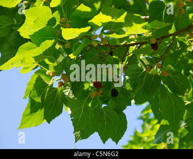 red mulberry (Morus rubra Stock Photo - Alamy