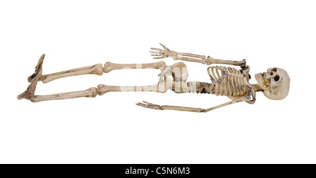 Human skeleton, the internal framework of the human body Stock Photo ...