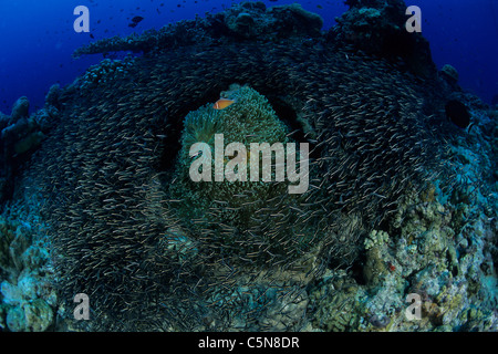 Striped Catfish surrounding Sea Anemone, Plotosus lineatus, Kimbe Bay ...