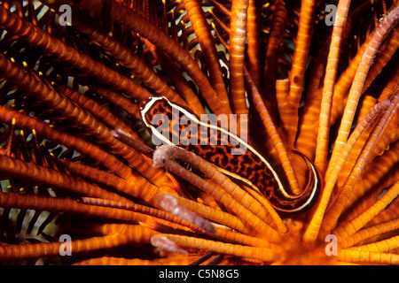 Featherstar clingfish, Discotrema crinophilum, Walindi, West New ...