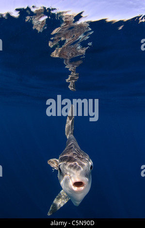 Ocean sunfish (Mola mola) at the surface Stock Photo - Alamy