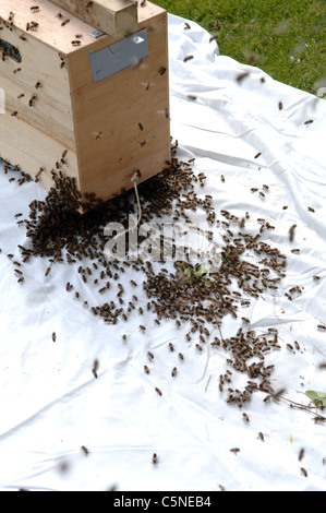 A caught swarm of bees climbing white sheet into a nucleus bee hive ...