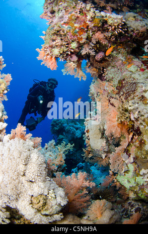 Rich coral reef, Straits of Tiran, Red Sea, Sinai, Egypt Stock Photo ...
